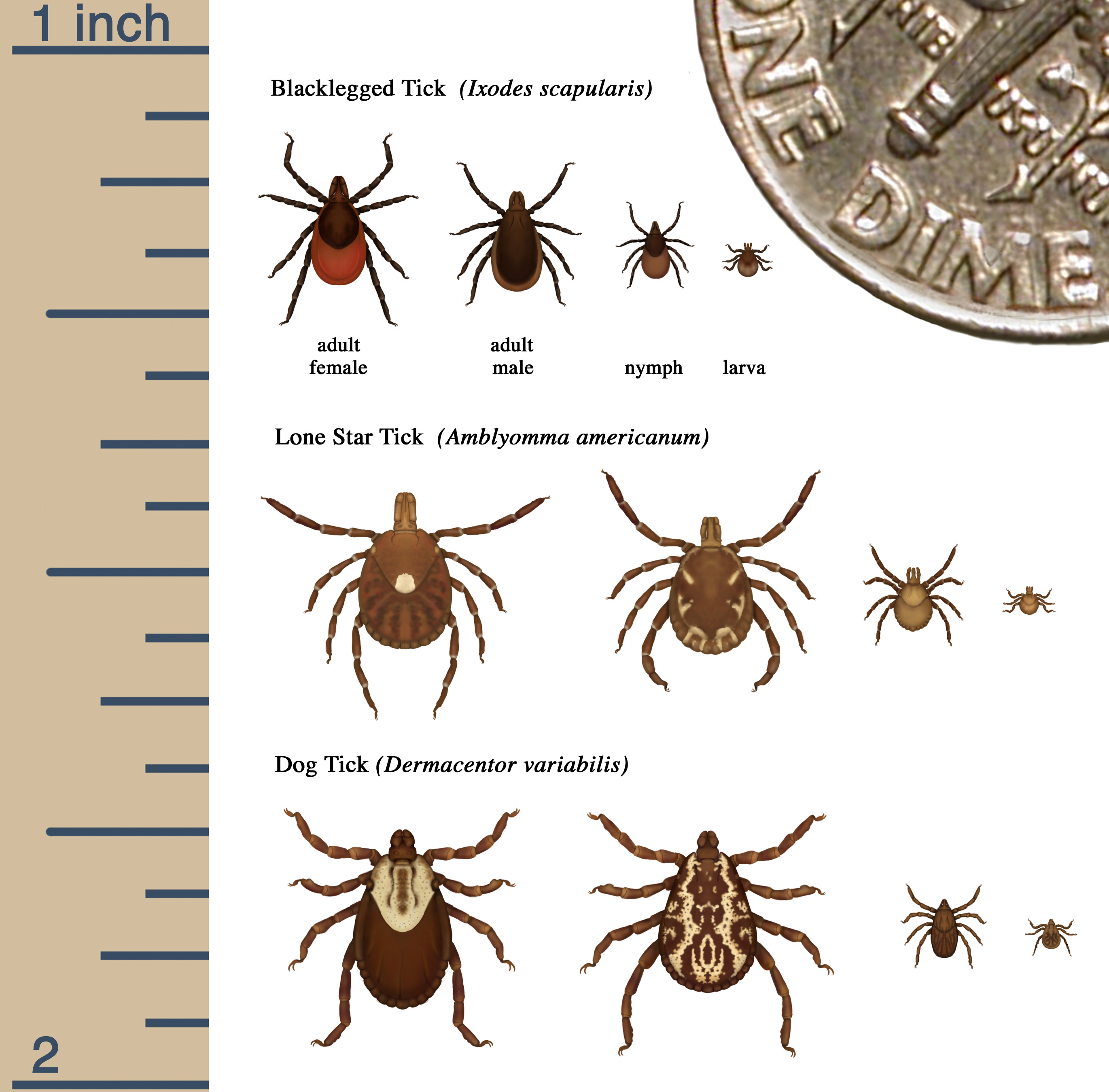 What Are The Tick Risks In Northern New England Northern New England What Are The Tick Risks In Northern New England Northern New England